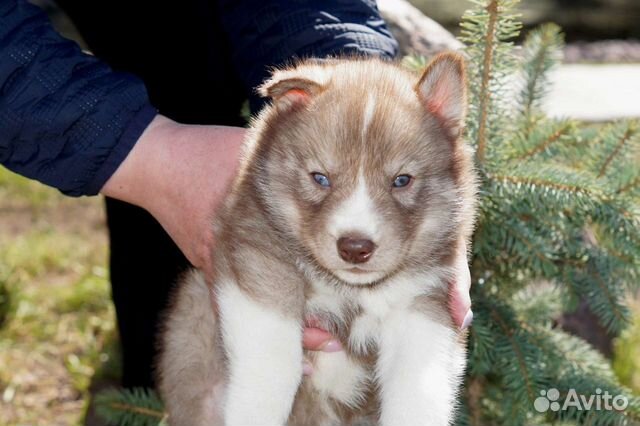 Хаски (агути)