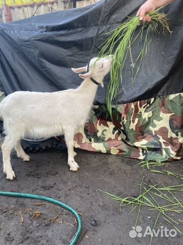 Коза зааненская