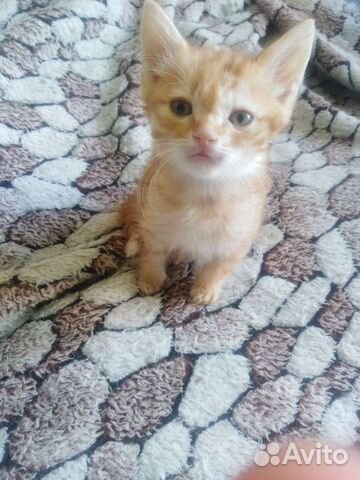 Котенок ищет ответственных родителей