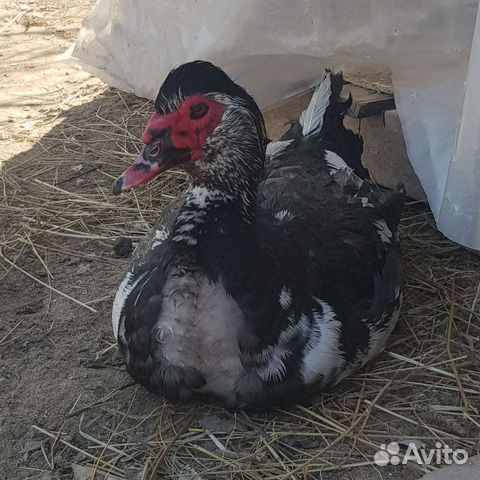 Инкубационное яйцо индоутки