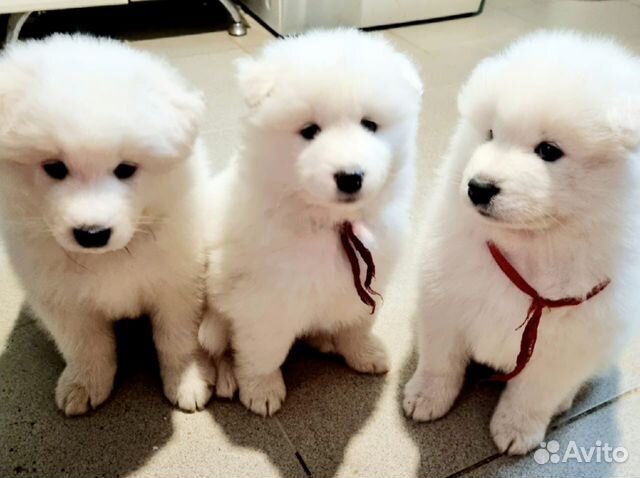 Самоедская лайка щенок