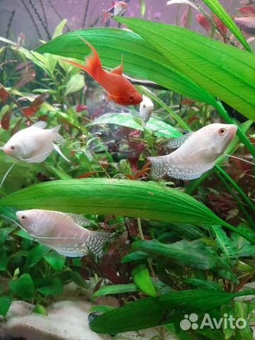 Платиновый гурами