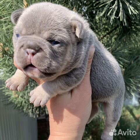 Лиловые Голубые Французские бульдоги