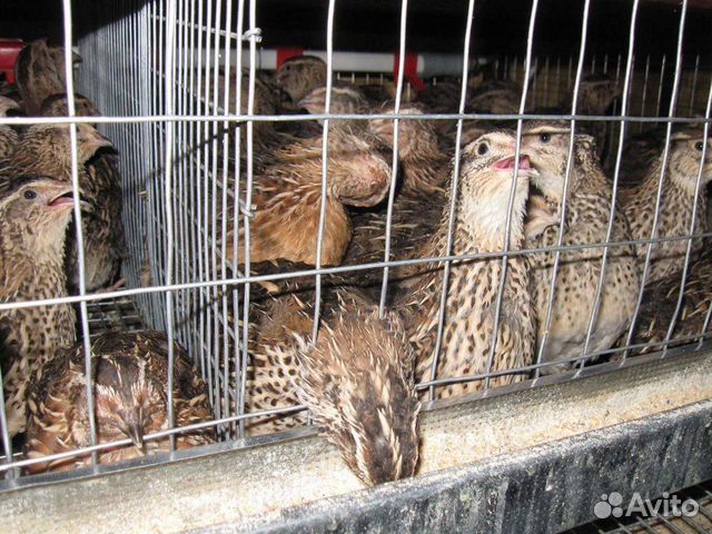 Перепелиное инкубационное яйцо, мясо