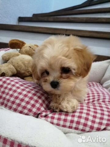 Мальтипу f1 mini