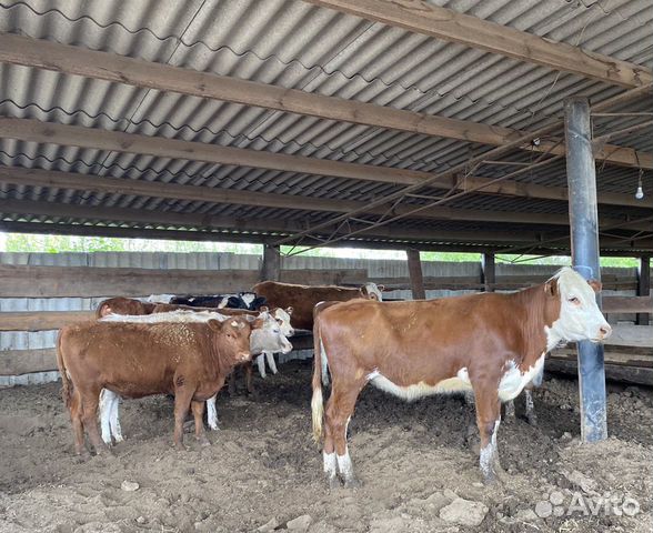Продаются телки