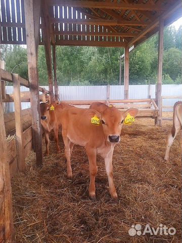 Телята доставка