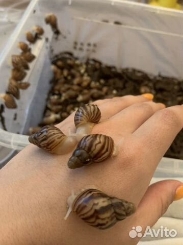 Улитки ахатины тигр альбинос