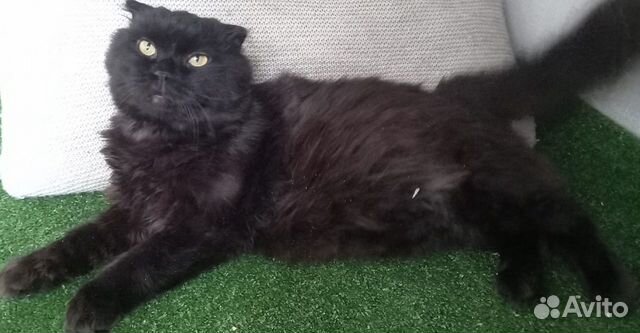 Кот Айк из приюта, доставка