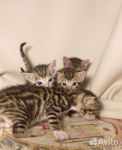 Бенгальские котята