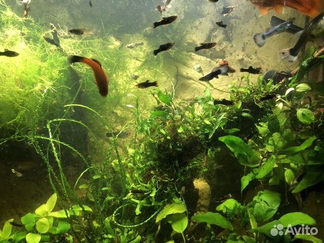 Пецилии+креветки,мох в подарок