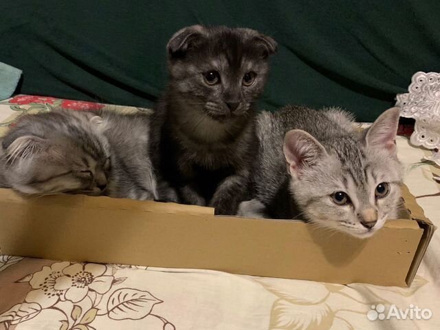 Кошка