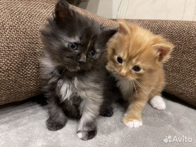 Котенок курильский боптейл