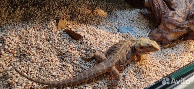 Террариум и бородатая агама