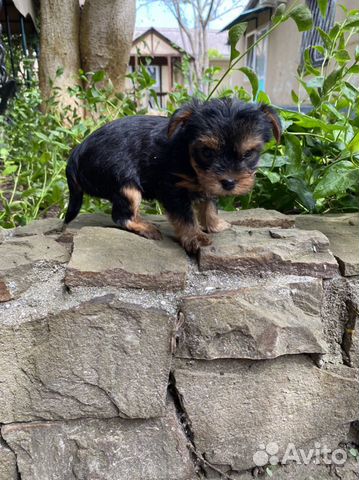 Йоркширский терьер