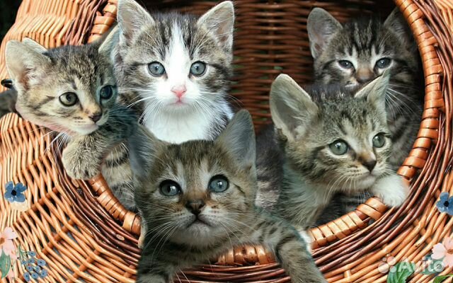 Котятки - рысятки в добрые руки