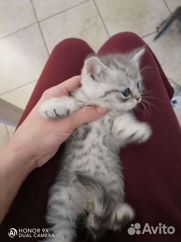 Британская вислоухая кошка