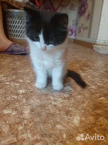 Котик ищет хозяев #в дар #бесплатно#Калуга