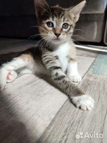 Котёнок в дар папа наполовину британец