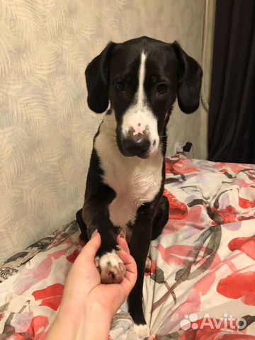 Боня. эстонская гончая