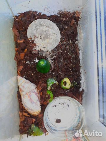 Улитка Ахатина