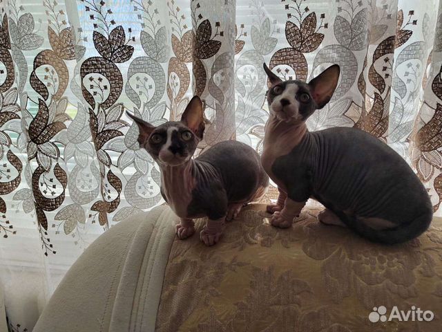 Канадский сфинкс,бамбино