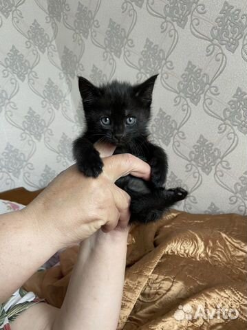 Котёнок мальчик