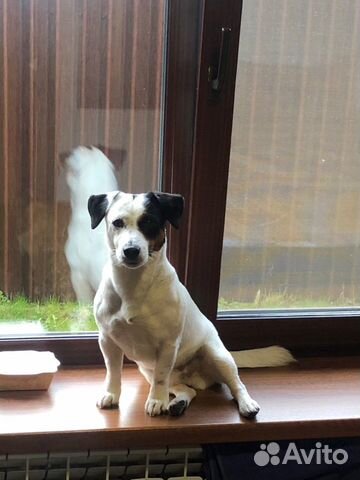 Вязка джек рассел терьер кобель