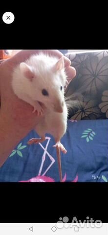 Крыса с клеткой