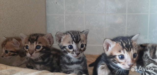 Бенгальская