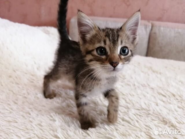 Котёнка Полли(девочка) отдаём в добрые руки