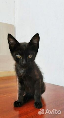 Черный котенок в добрые руки