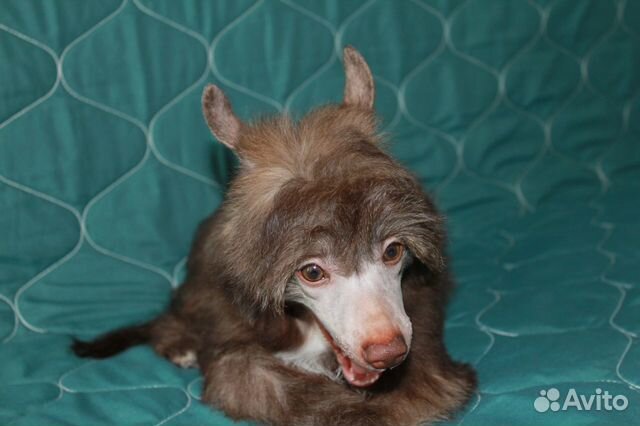 Очень красивый мальчик кхс