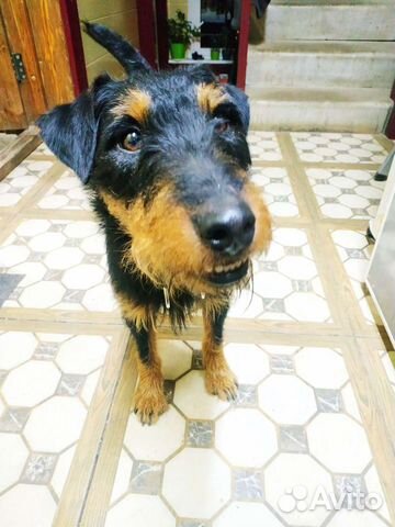 Немецкий ягдтерьер