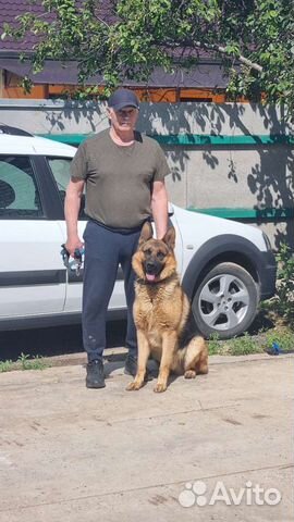 Случка собак