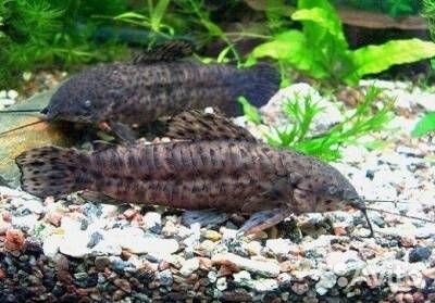 Сом таракатум