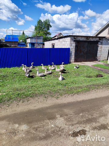 Гусь взрослый 9 месяцев
