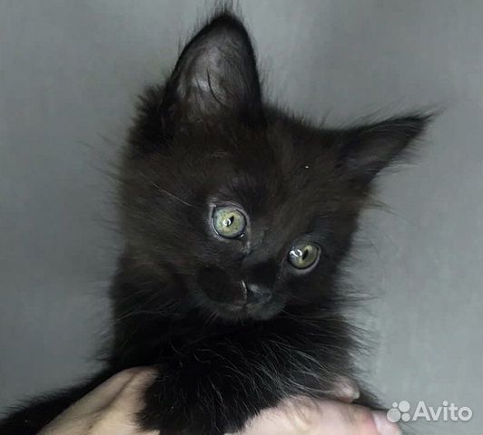 Котик в добрые руки