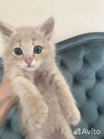 Котенок