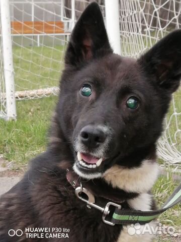 Марс ищет смелого хозяина