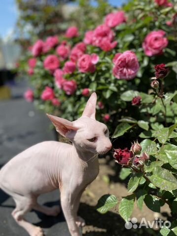 Котята сфинкс