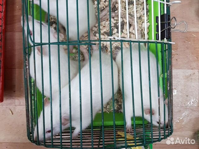 Крысы 5 месяцев