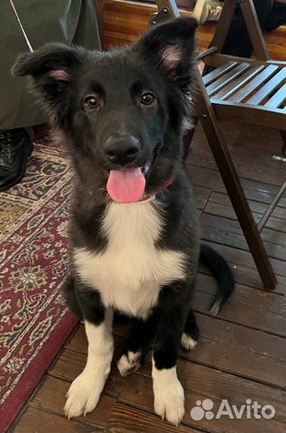 Балу милый медвежонок