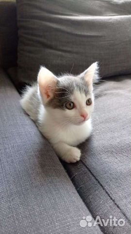 Милашик котик в добрые руки. Привезу