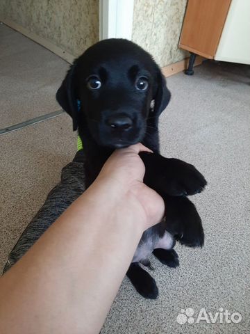 Щенок лабрадора 2,5месяца