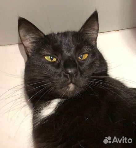 Оливка ищет дом. Кошка бесплатно из приюта