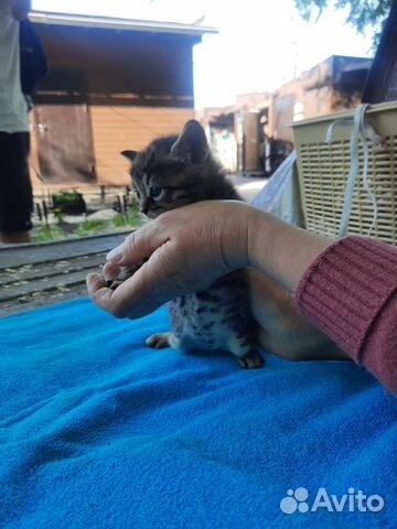 Котенок