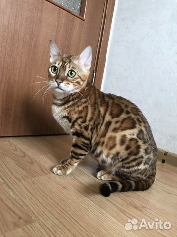 Бенгальская кошка
