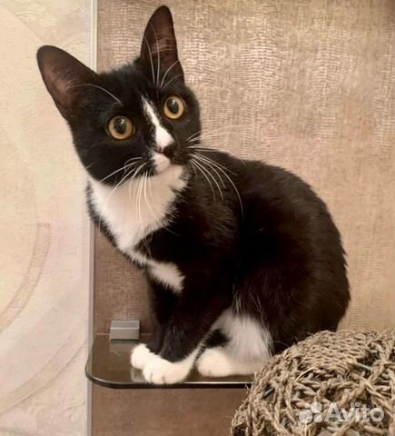 Юная кошечка Лапочка