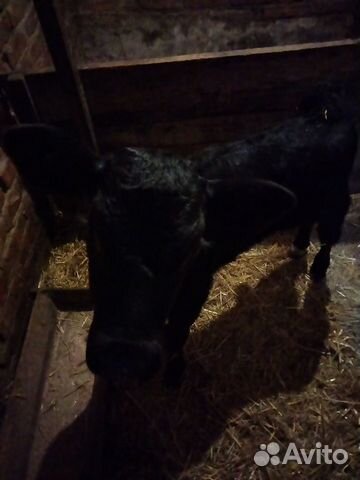 Бычки (двух-недельные)